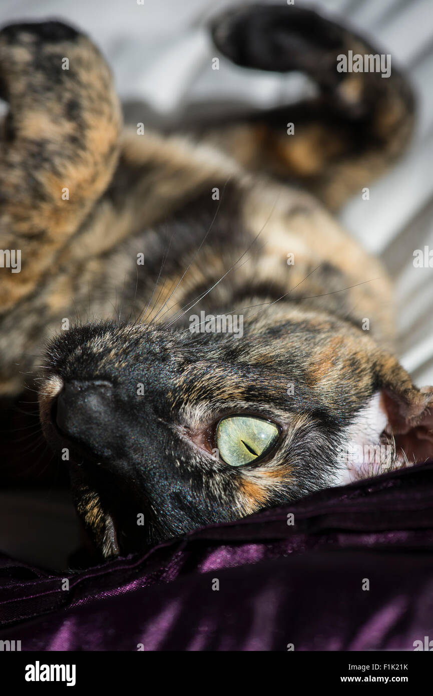 Oriental tortoiseshell cat hi-res stock photography and images - Alamy