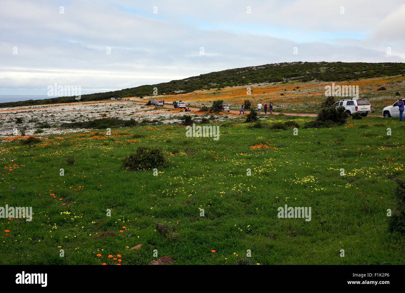 Visitors taking photographs of variety of wild flowers blooming in ...