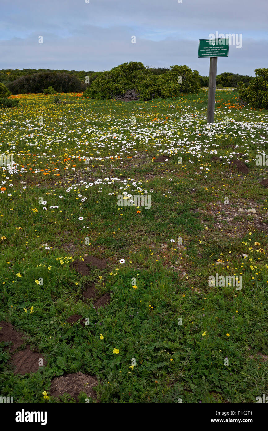 Variety of wild flowers blooming in Spring in the in the Postberg ...