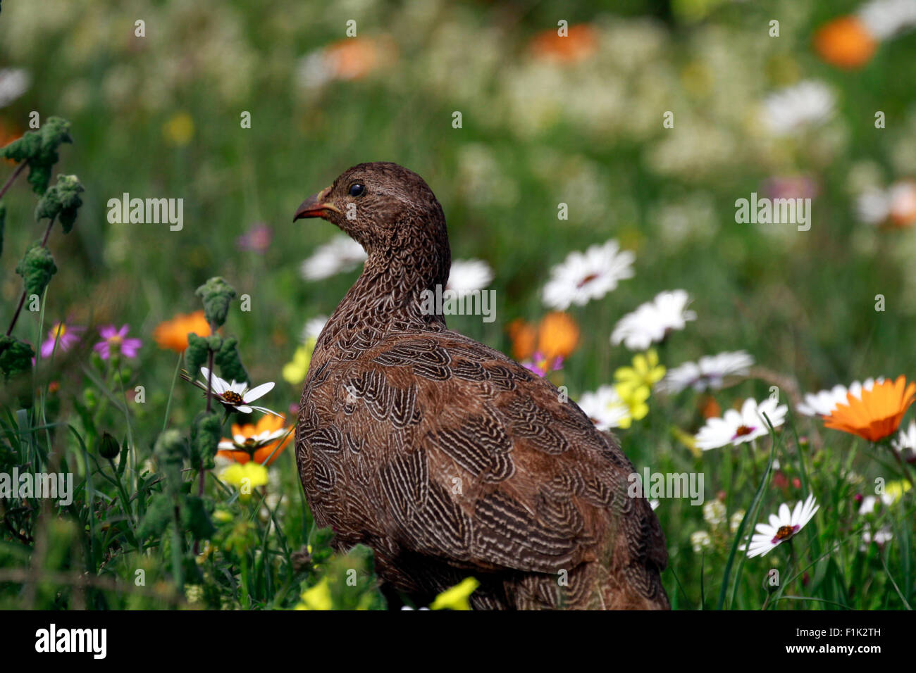 Cape spurfowl, or Cape francolin (Pternistis capensis) in the Postberg ...