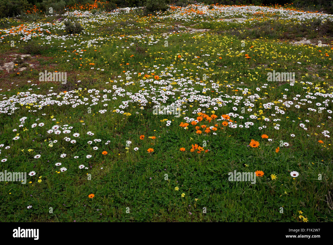 Variety of wild flowers blooming in Spring in the in the Postberg ...