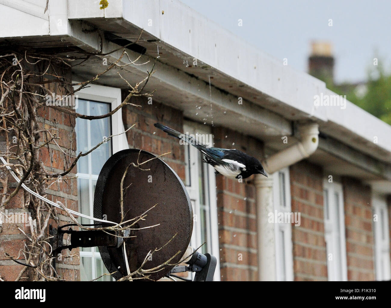 Magpie sitting on a satellite television receiver on house Stock Photo ...