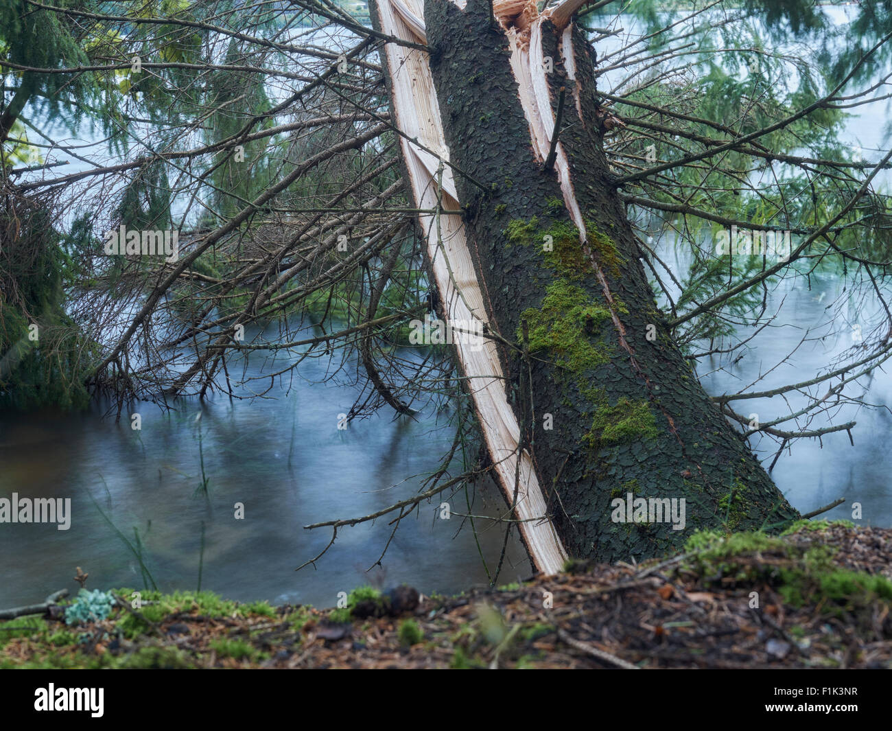 Rolled lumber hi-res stock photography and images - Alamy