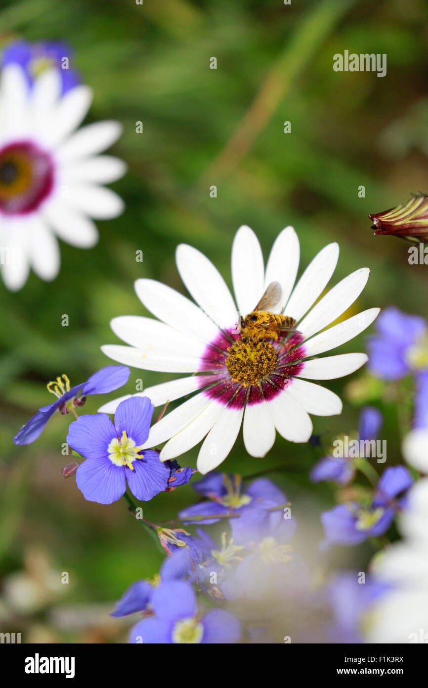 Bee pollinating Cape Daisy (Dimorphotheca pluvialis) in the Postberg ...
