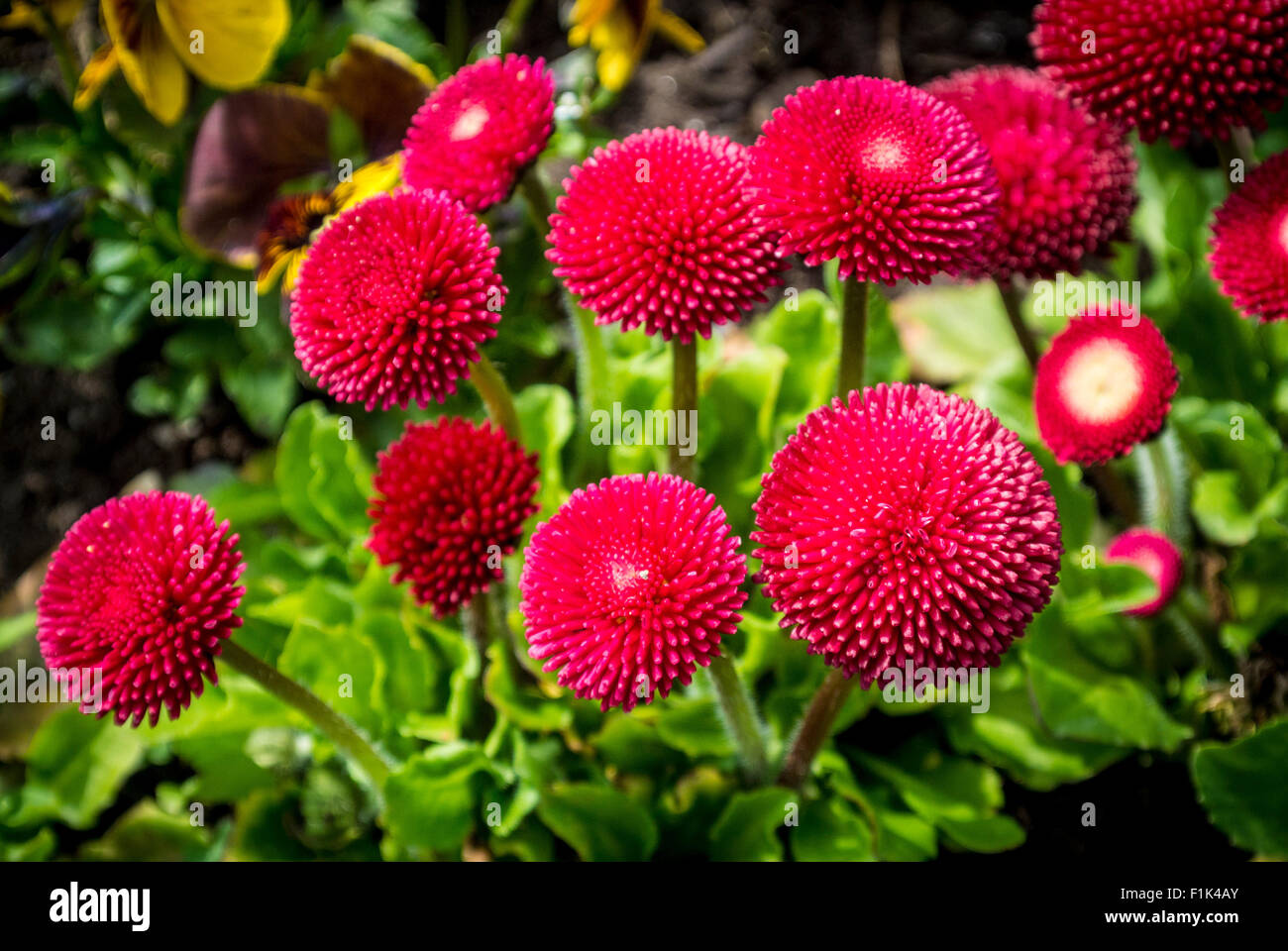 Spring flowers, Valley Gardens, Harrogate Stock Photo - Alamy
