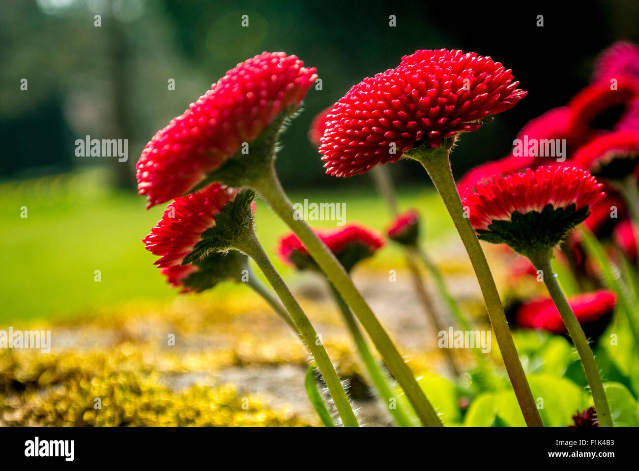 Spring flowers, Valley Gardens, Harrogate Stock Photo - Alamy
