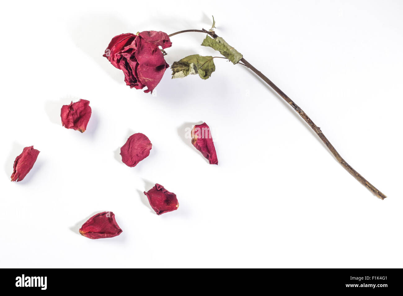 dried roses isolated on white background Stock Photo - Alamy