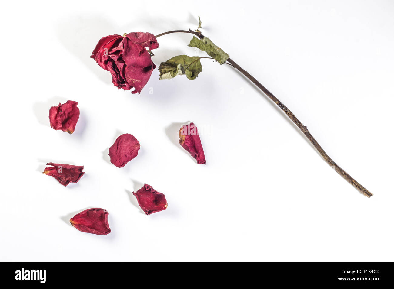 dried roses isolated on white background Stock Photo - Alamy
