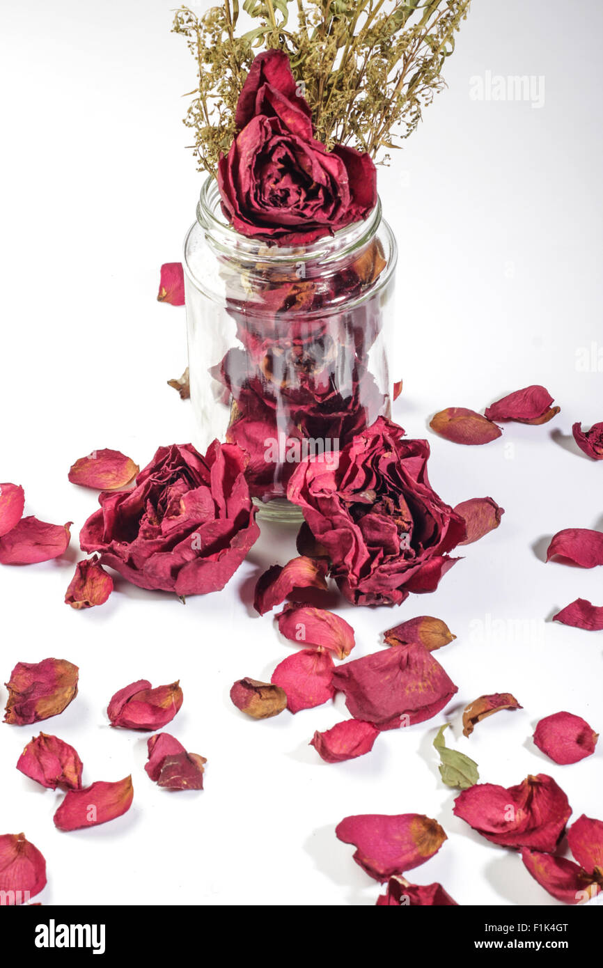 red dried roses in and out of glass vase isolated on white background ...