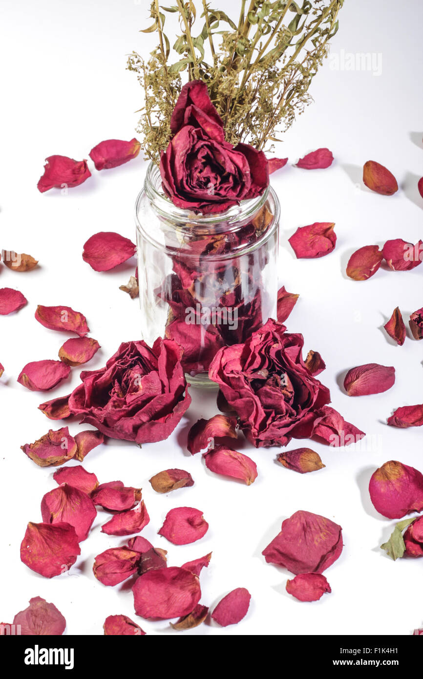 red dried roses in and out of glass vase isolated on white background ...