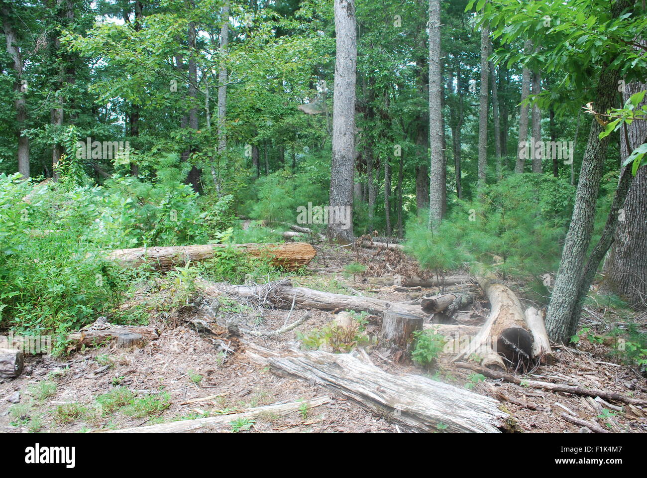 fallen trees in a forest Stock Photo - Alamy