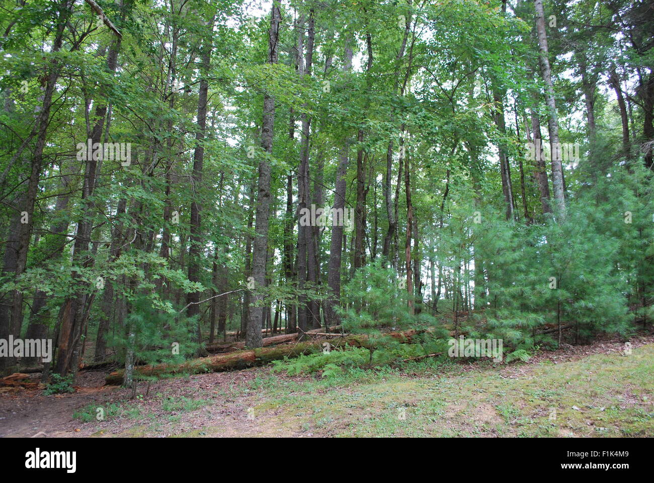 Fallen trees in a forest Stock Photo - Alamy