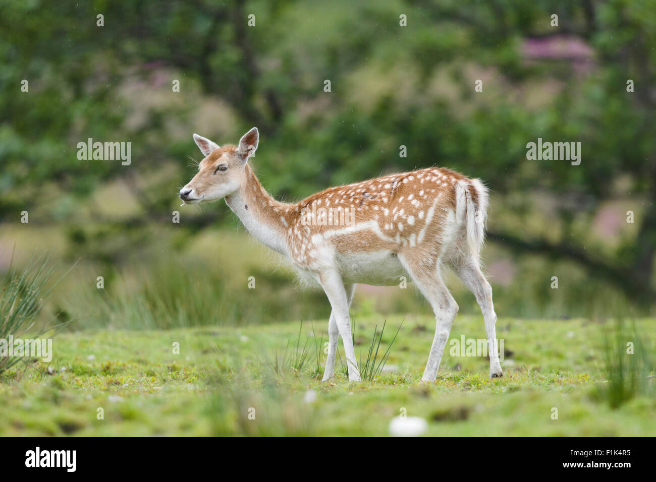 Fallow Deer Dama dama Isle of Mull Scotland, UK MA003050 Stock Photo ...