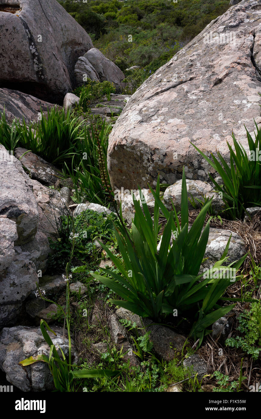 Postberg Nature Reserve within the West Coast National Park, Langebaan ...