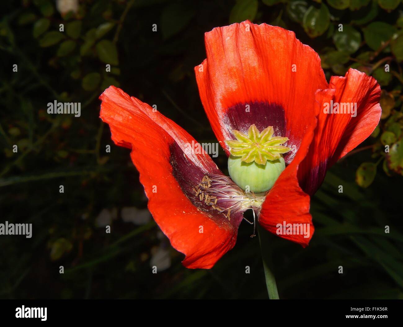 Fused Petals High Resolution Stock Photography and Images - Alamy