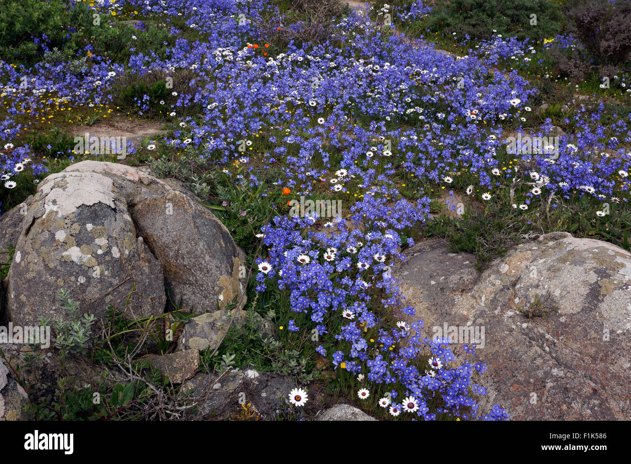 Heliophila coronopifolia, (Wild flax, Sporries, Showy sunflax ...