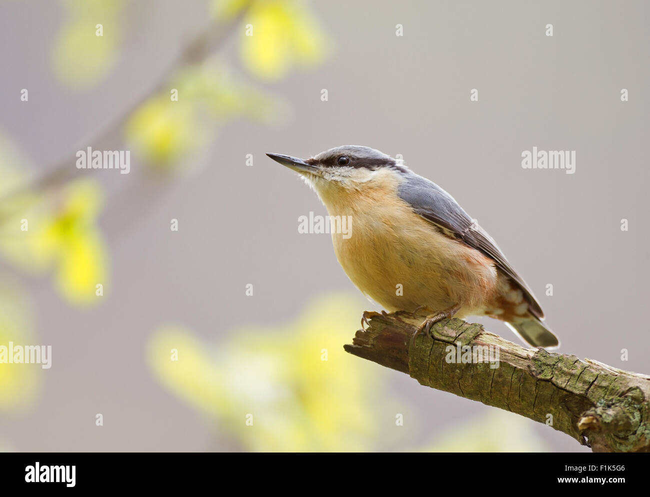 Nuthatch tree creeper hi-res stock photography and images - Alamy