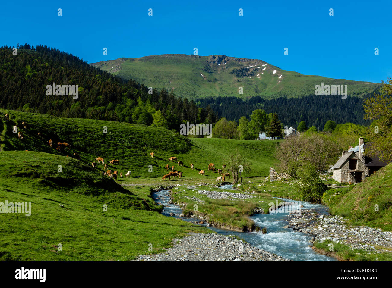 Pasture near the col d Aspin, Hautes Pyrenees, France Stock Photo - Alamy