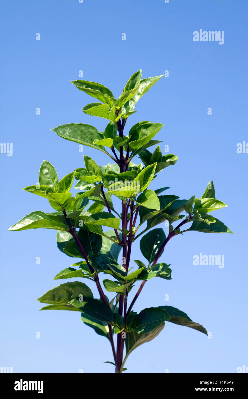 Strauchbasilikum; Ocimum, species; basilicum Stock Photo - Alamy
