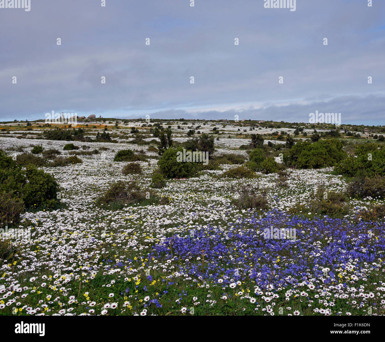 Variety of wild flowers blooming in Spring in the in the Postberg ...