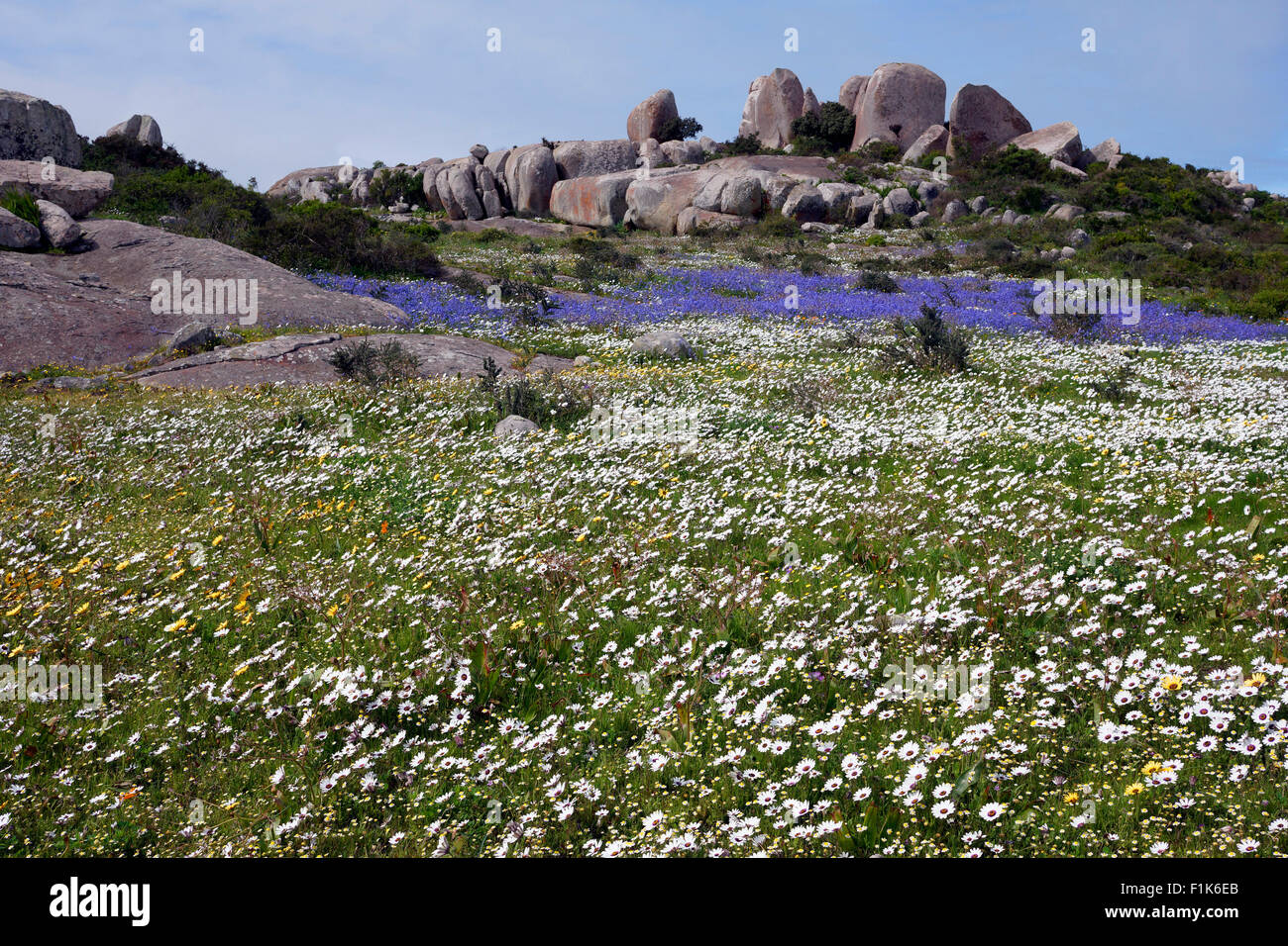 Variety of wild flowers blooming in Spring in the in the Postberg ...
