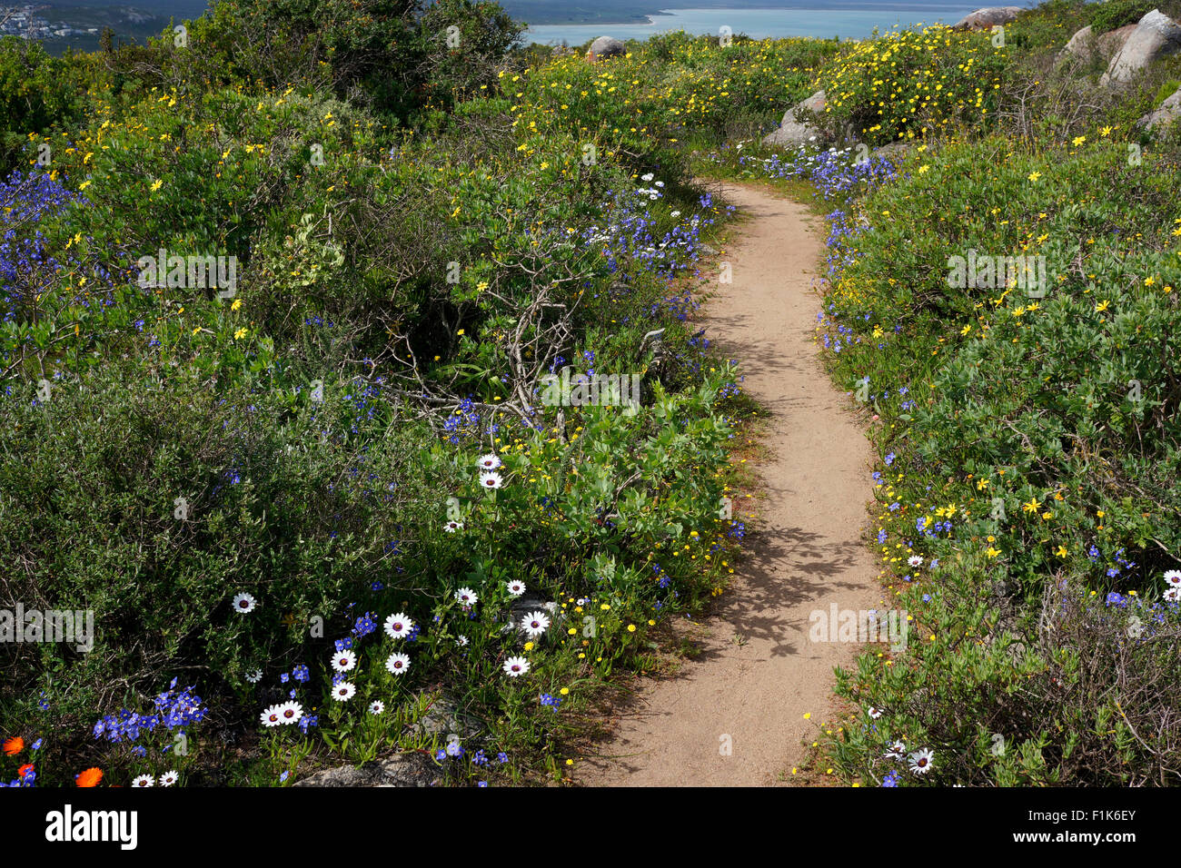 Footpath in the in the Postberg Nature Reserve , Langebaan,South Africa ...