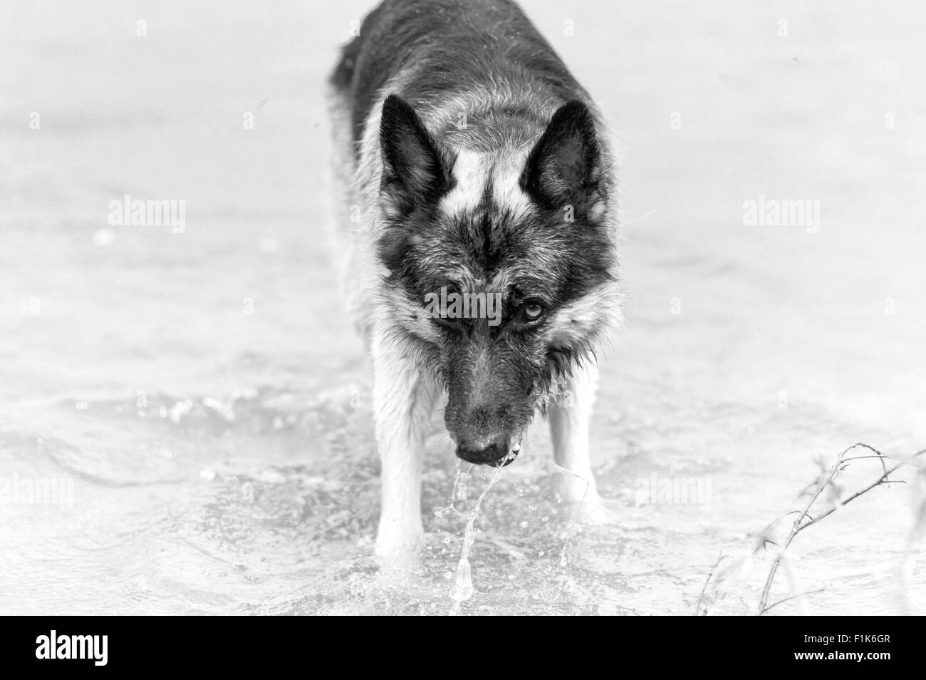 Serious dog hi-res stock photography and images - Alamy