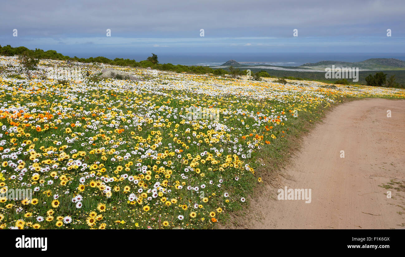 Postberg nature reserve west coast national park hi-res stock ...