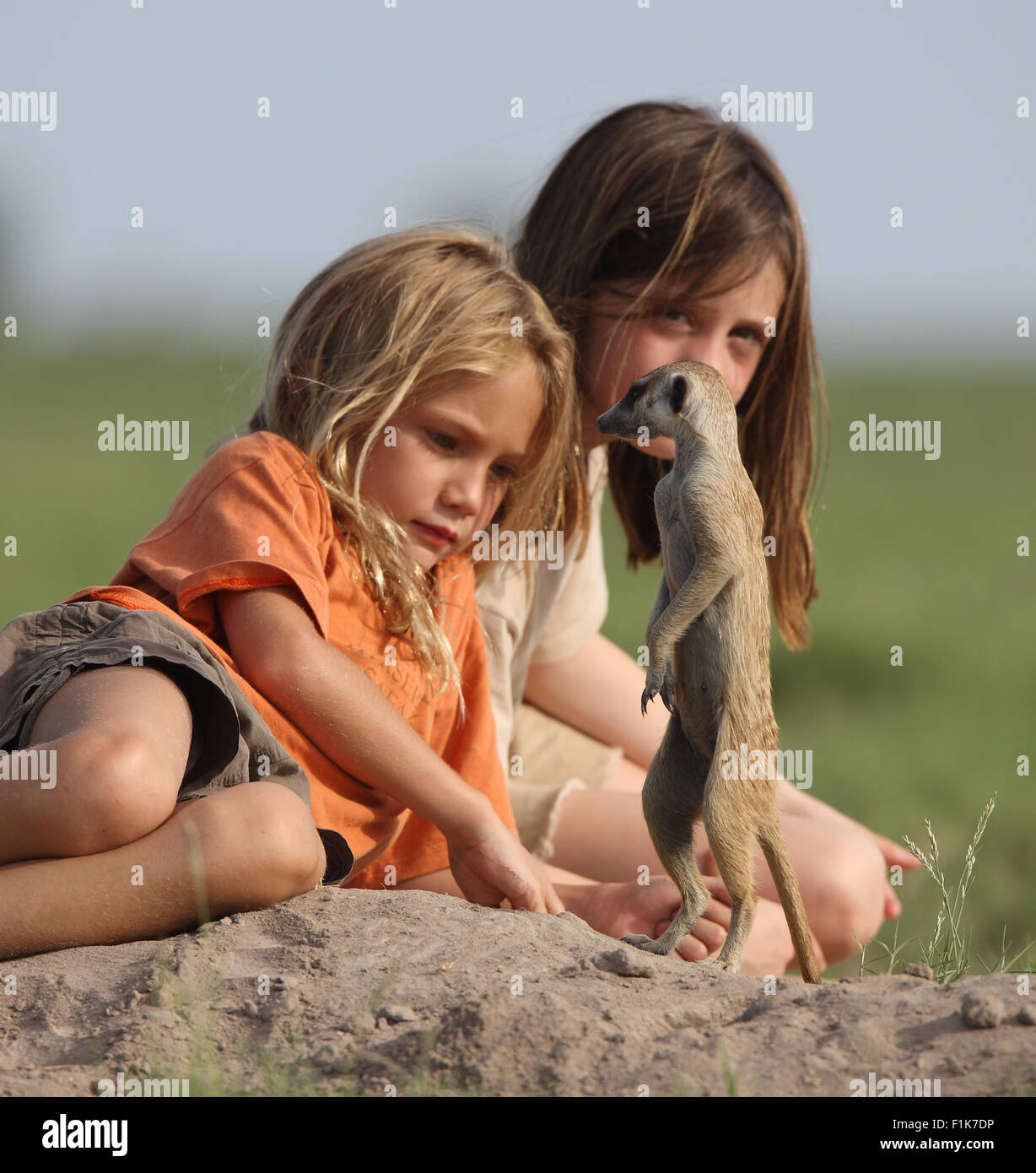 Girls playing with tame meerkat family in the wild Stock Photo - Alamy