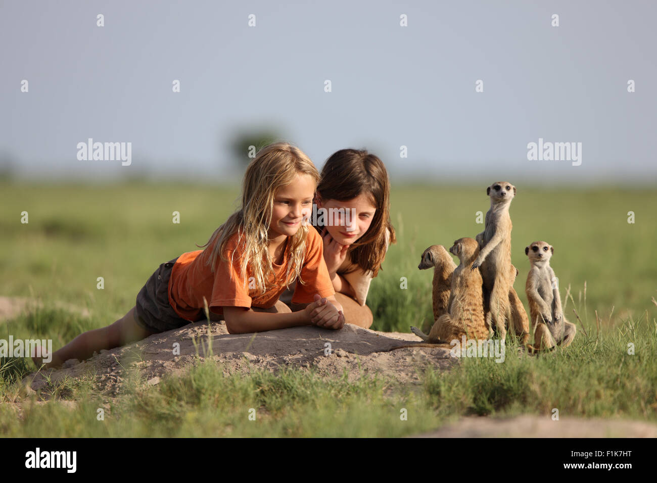 Girls playing with tame meerkat family in the wild Stock Photo - Alamy