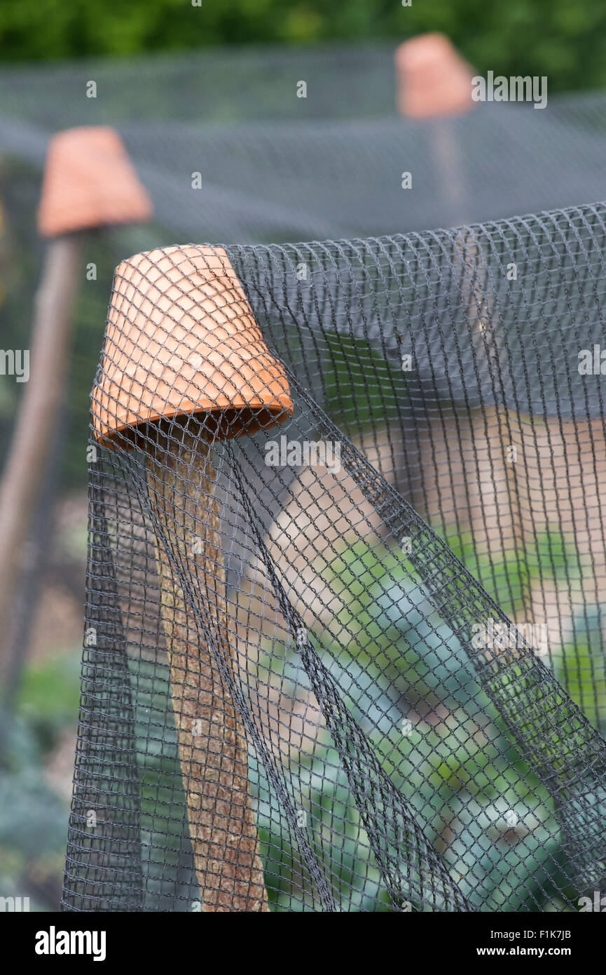 Terracotta pot over hazel sticks holding up protective netting in a ...