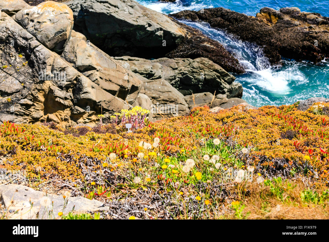 Fauna and flora california hi-res stock photography and images - Alamy