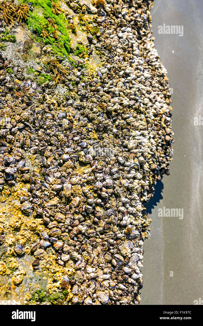 Barnacles and other crustaceans living on a rock that is visable at low ...