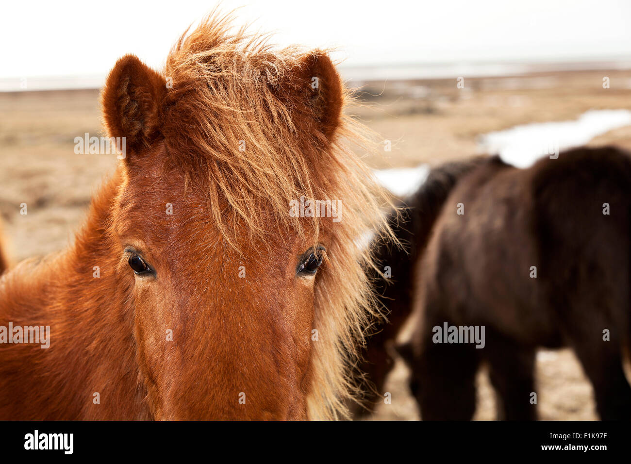 Pony looking into camera hi-res stock photography and images - Alamy