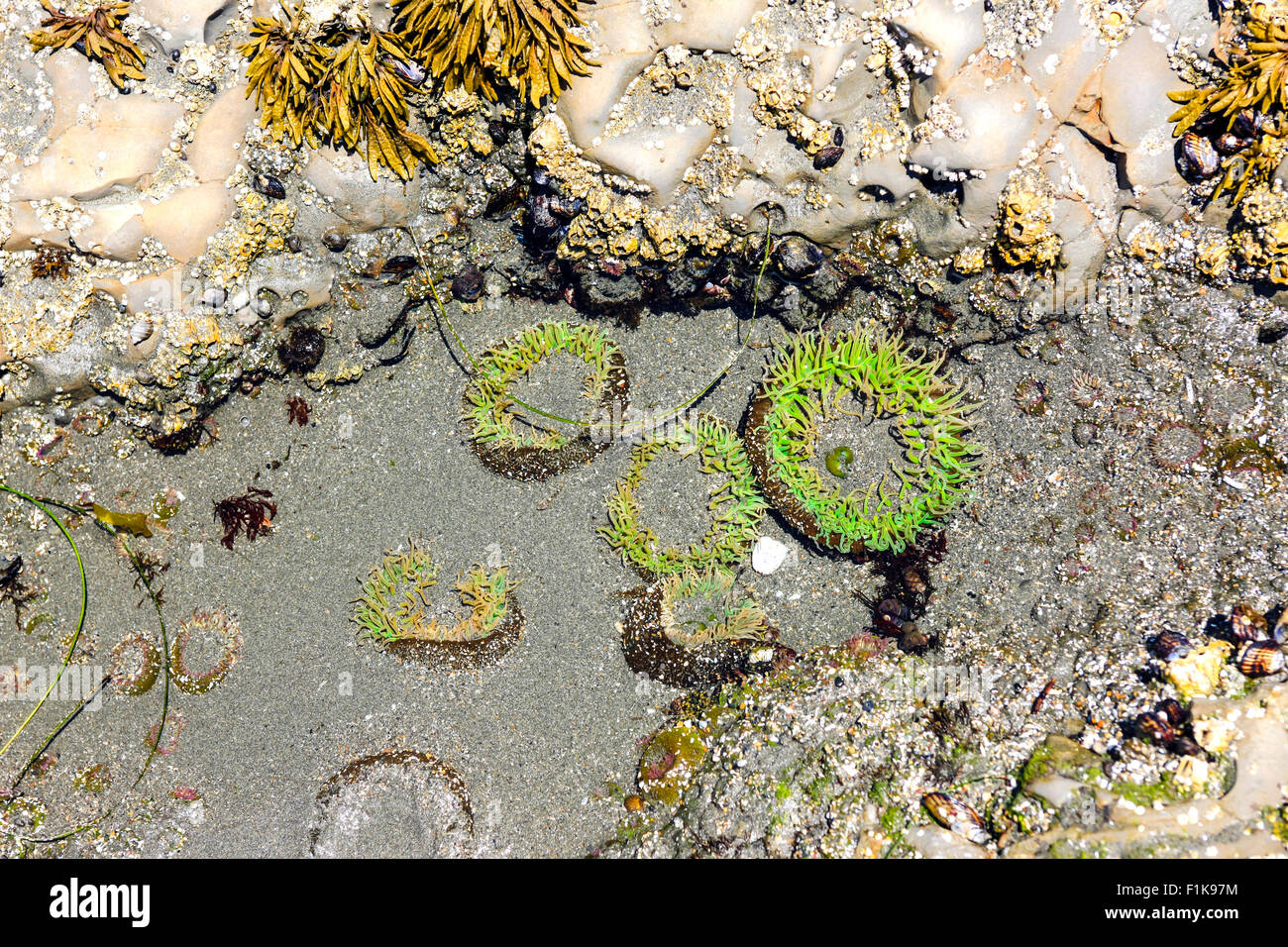 Tidal pool flora and fauna hi-res stock photography and images - Alamy