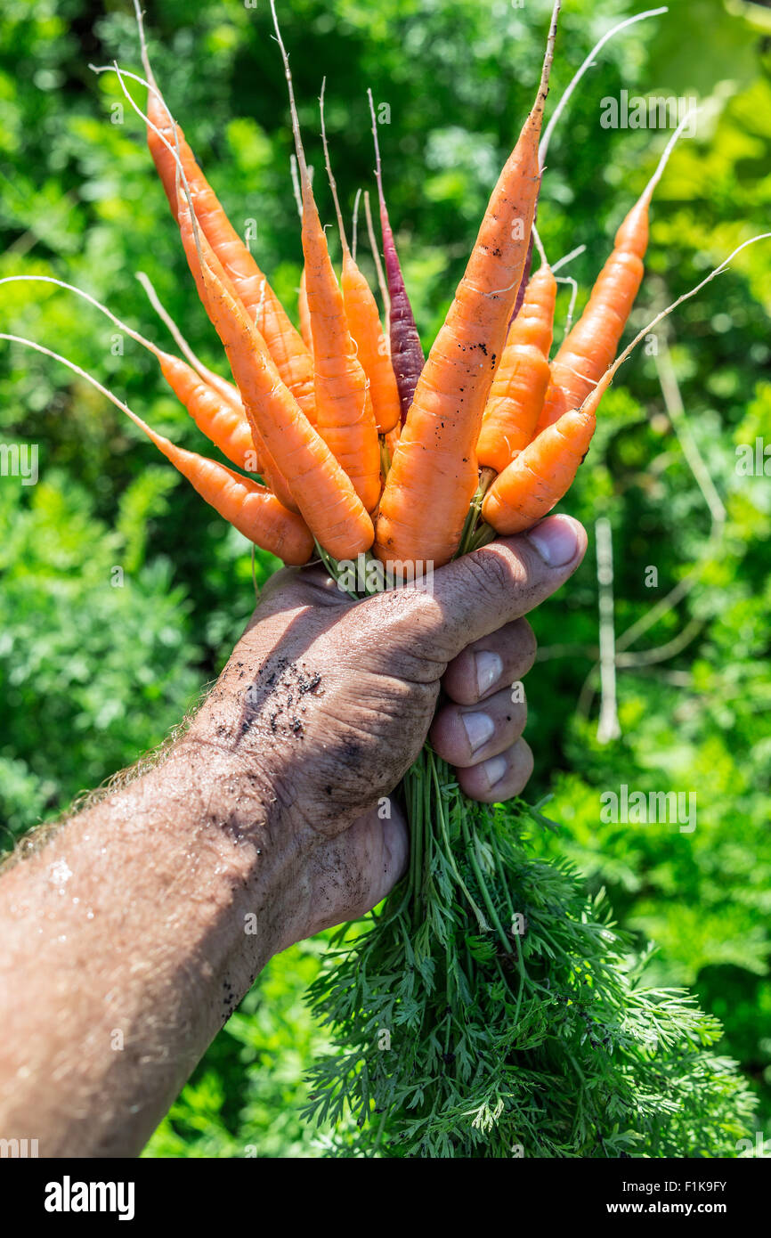Carrots in man's hand Stock Photo - Alamy