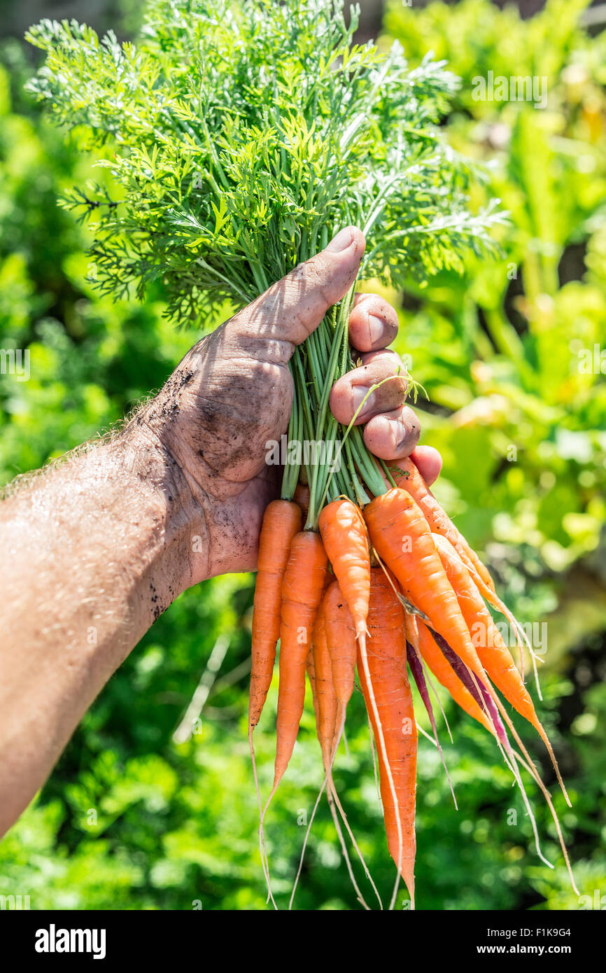 Carrots in man's hand Stock Photo - Alamy