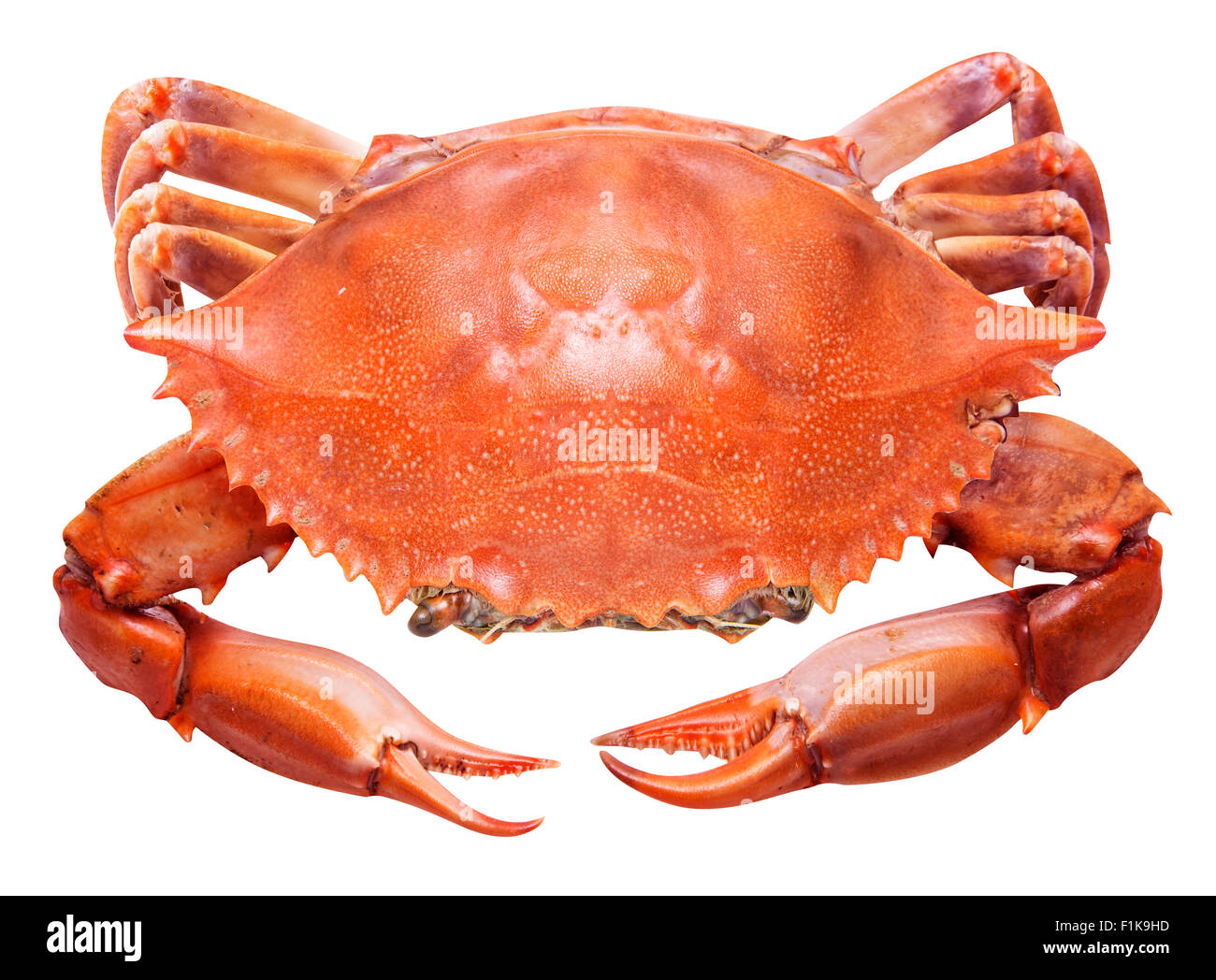 Cooked crab on a white background. File contains clipping paths Stock ...