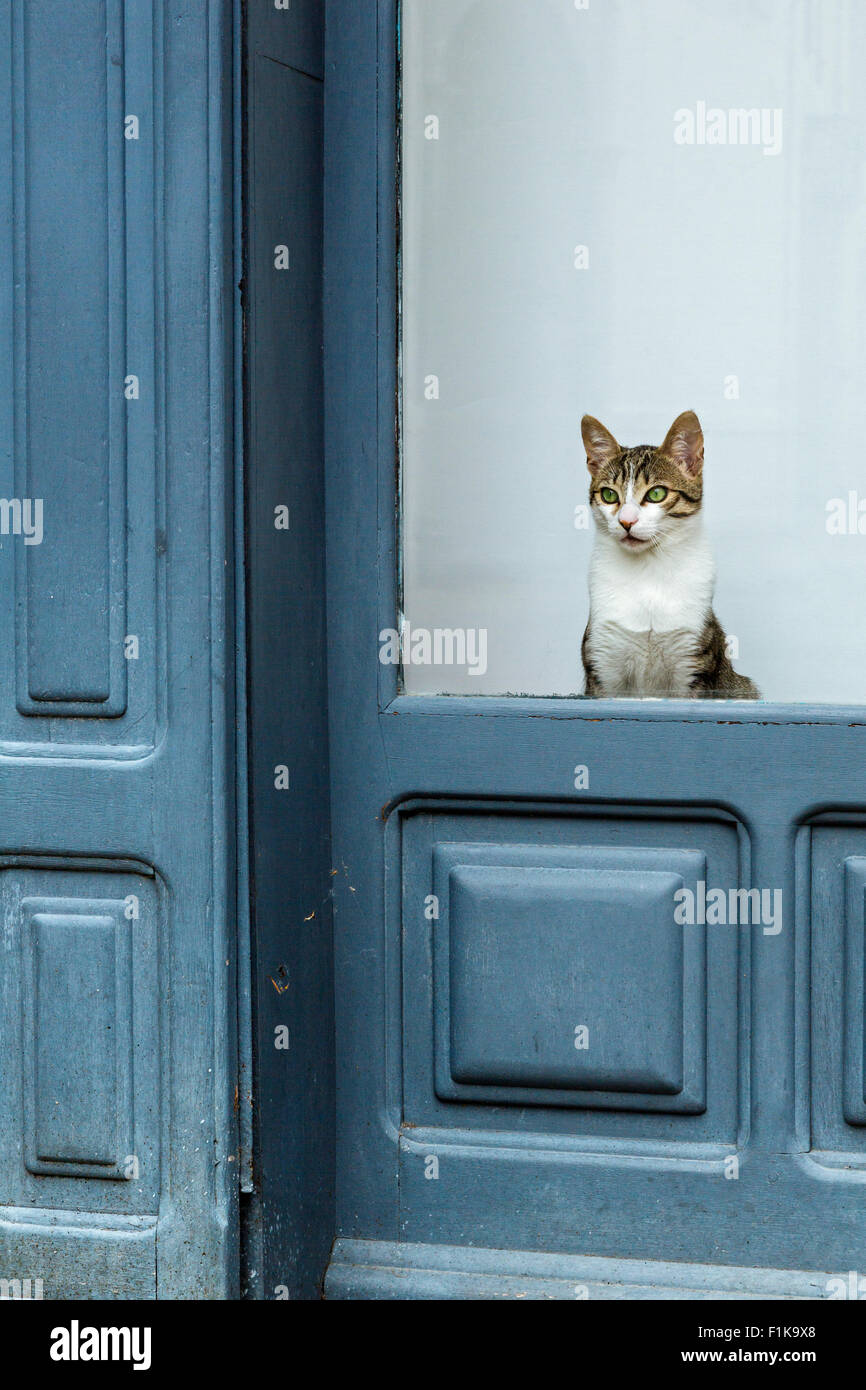 Pyrenees cat hi-res stock photography and images - Alamy