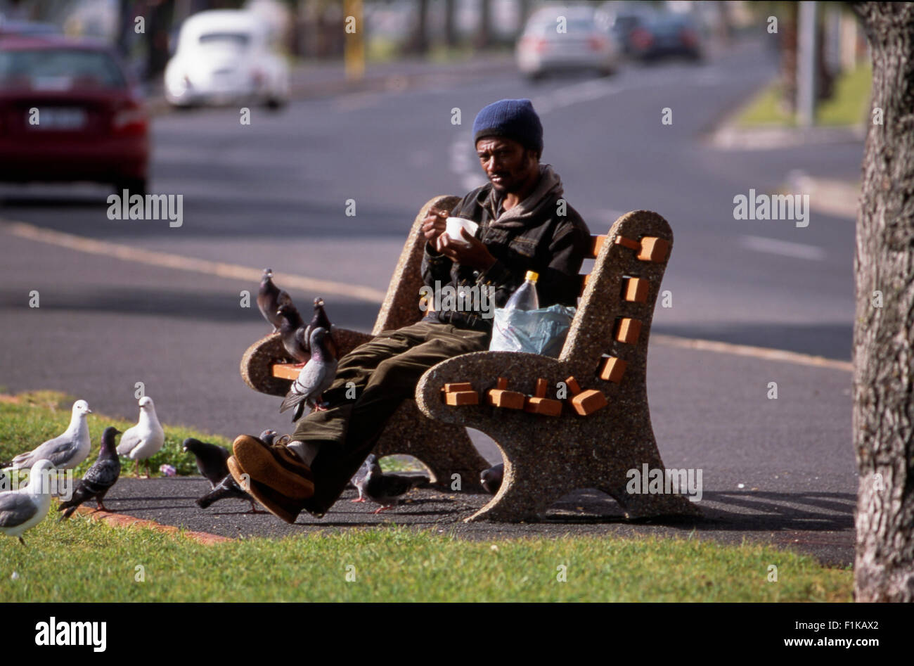 Man sitting on bench feeding pigeons, Seapoint, Cape Town, South Africa ...