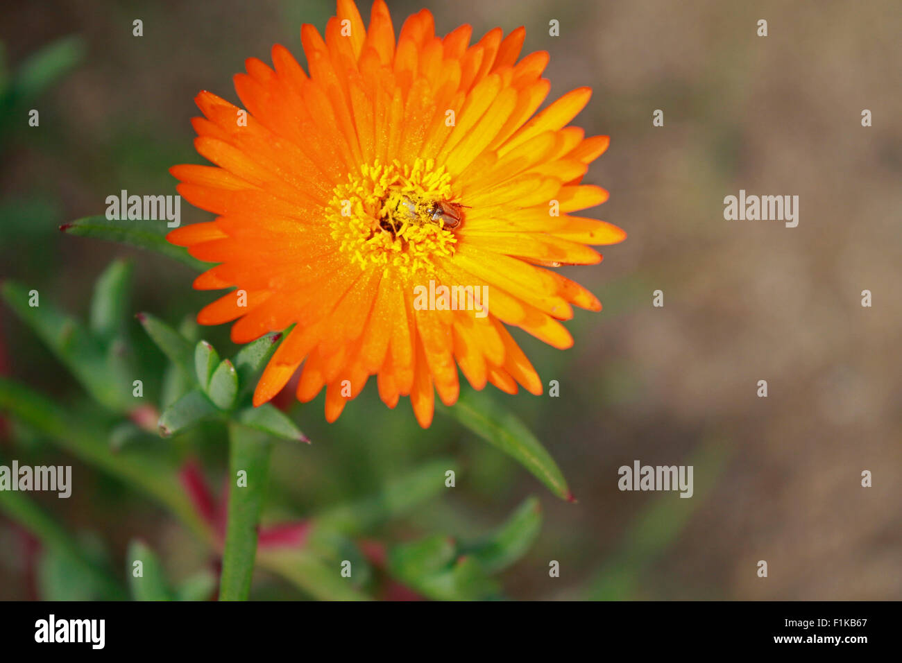 Lampranthus aureus goue vygie hi-res stock photography and images - Alamy