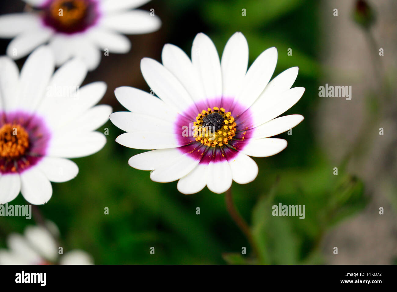 Dimorphotheca pluvialis, common names "Ox-Eye daisy", "Cape Daisy" or ...
