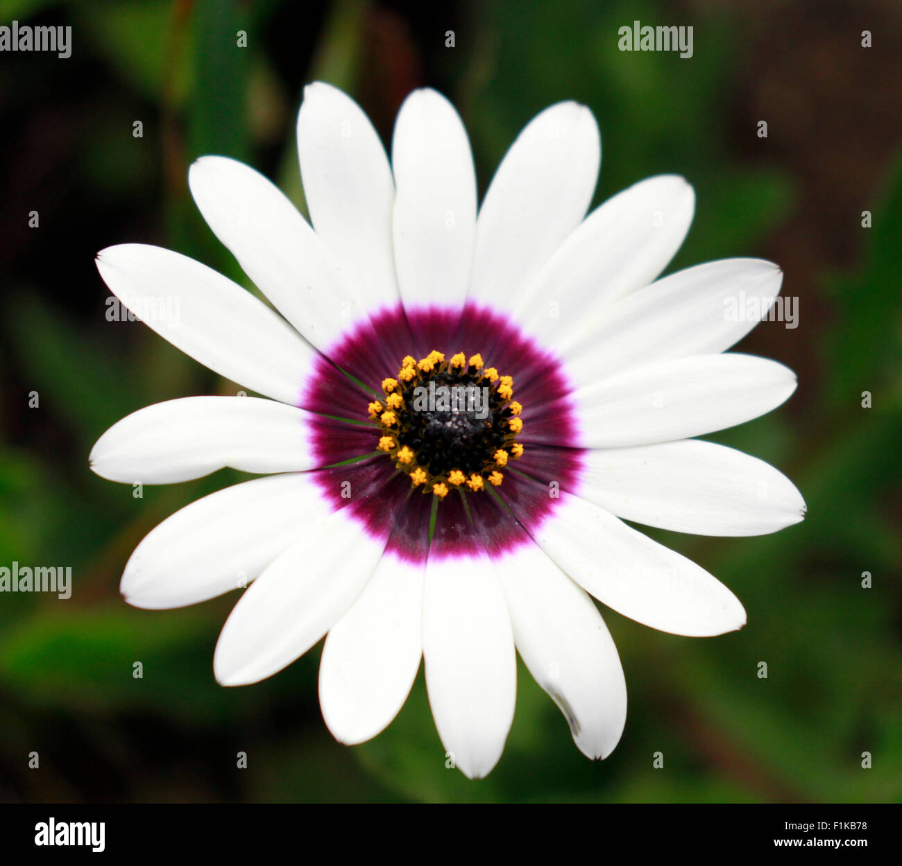 Dimorphotheca pluvialis, common names "Ox-Eye daisy", "Cape Daisy" or ...