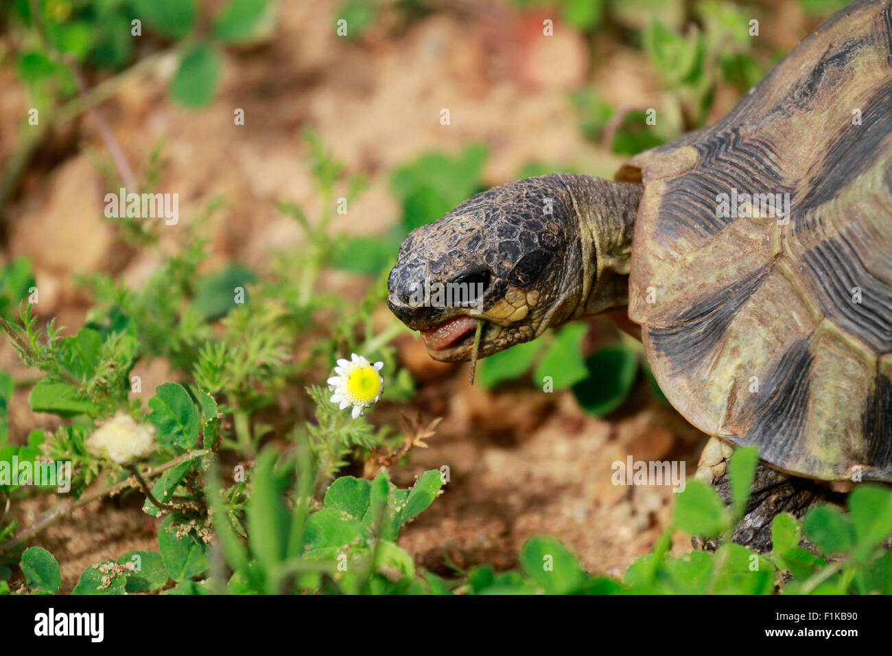 A angulate tortoise (Chersina angulata) eating spring flowers in the ...