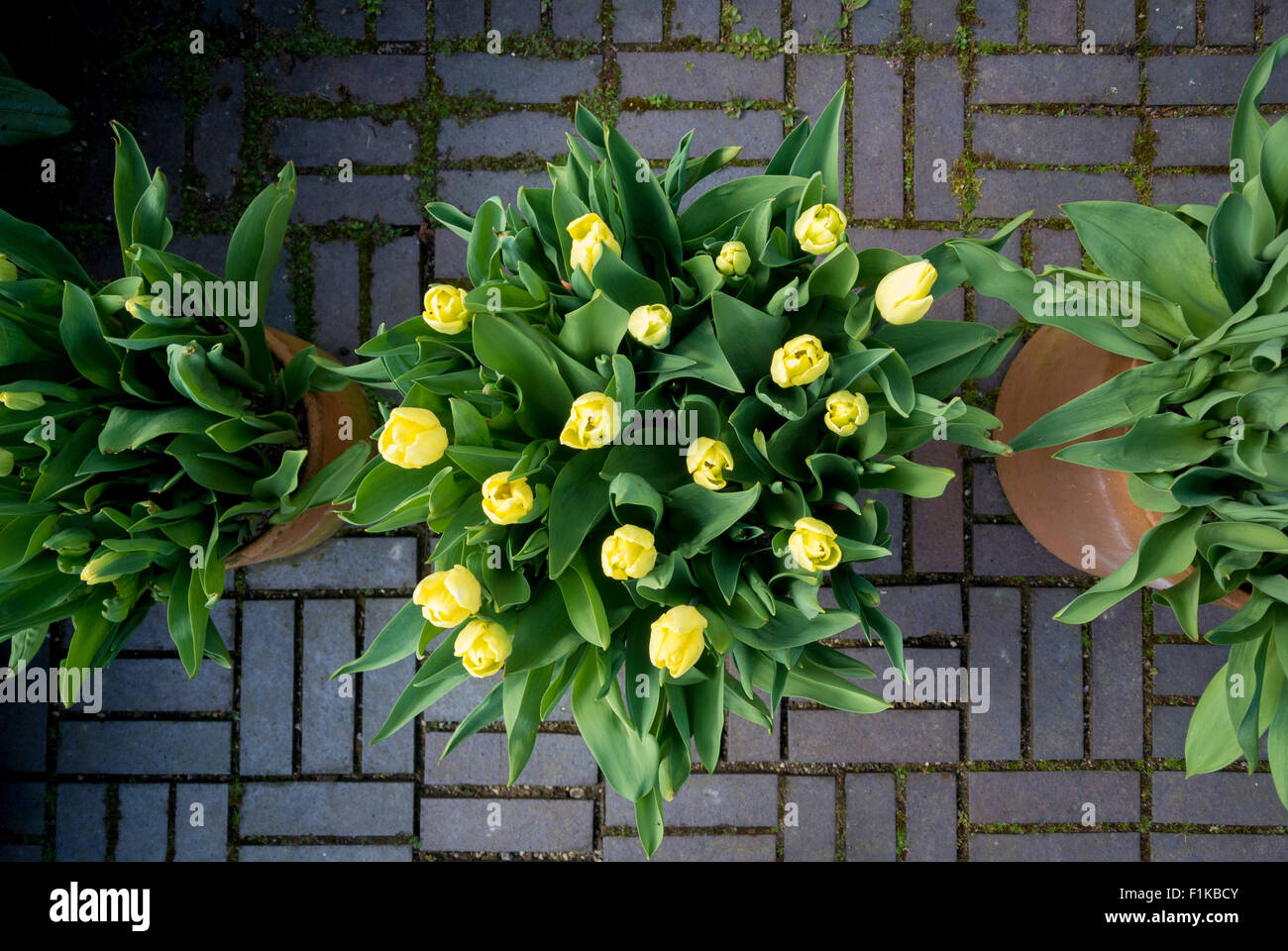 Spring flowers: Tulips Stock Photo - Alamy