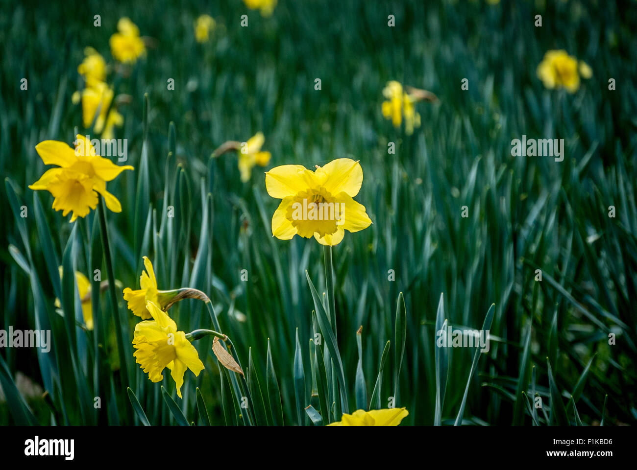 Spring flowers growing in the garden hi-res stock photography and ...