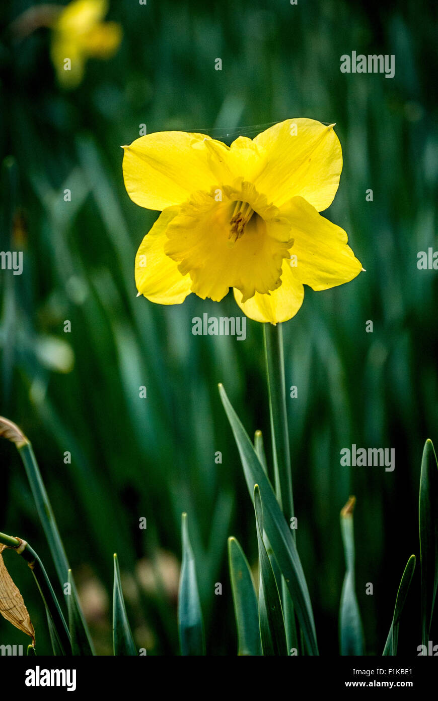 Spring flowers: Daffodils Stock Photo - Alamy