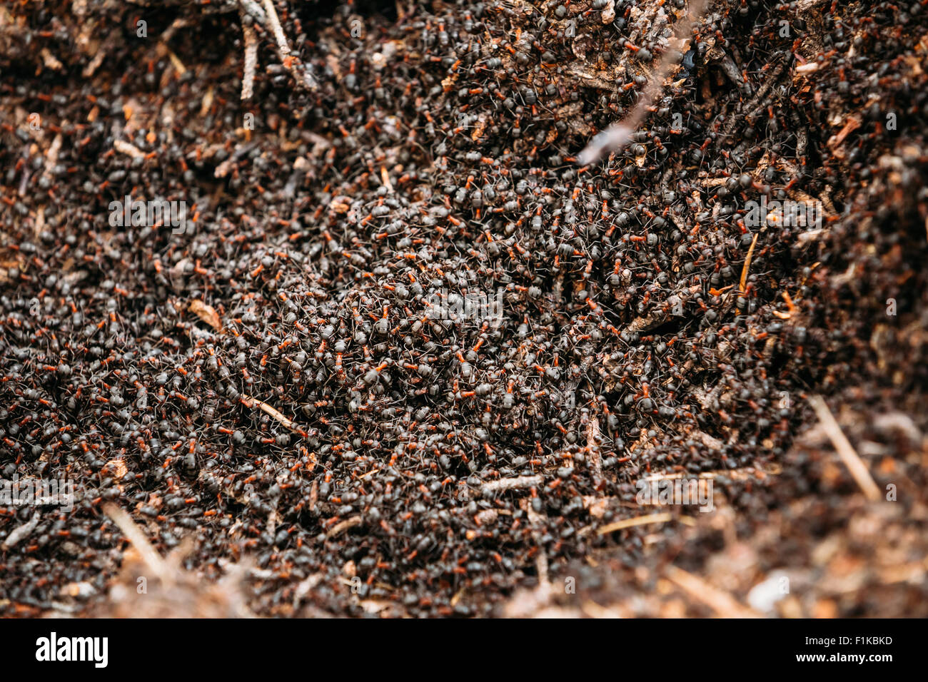 Red Forest Ants (Formica Rufa) In Anthill Macro Photo, Big Anthill ...