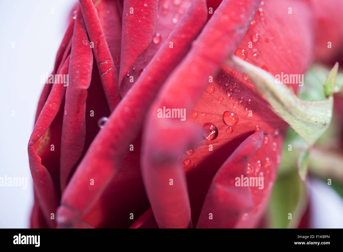 Rose petals in water droplets Stock Photo - Alamy