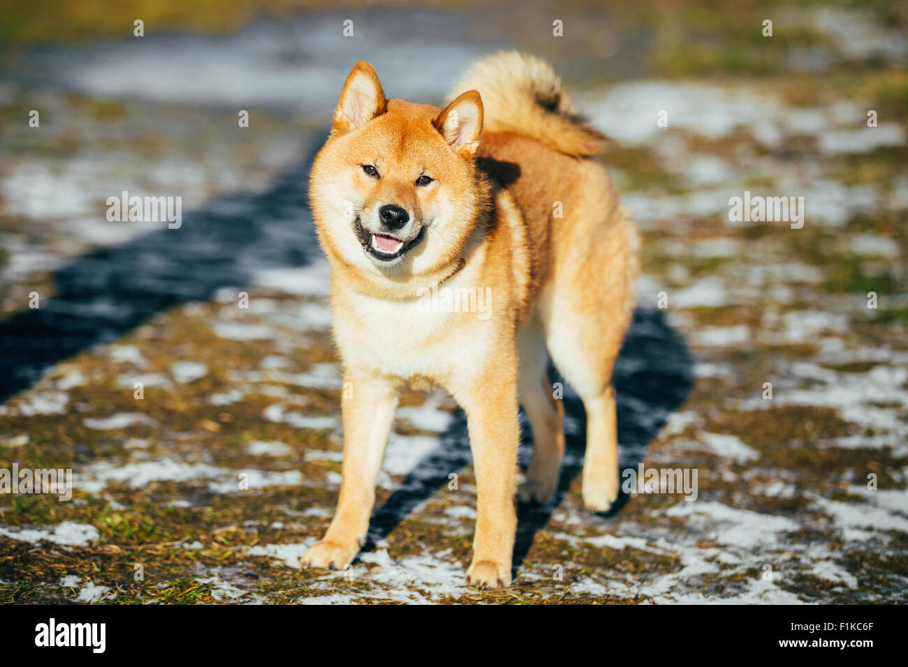 Beautiful Young Red Shiba Inu Puppy Dog Staying Outdoor In Spring Stock ...
